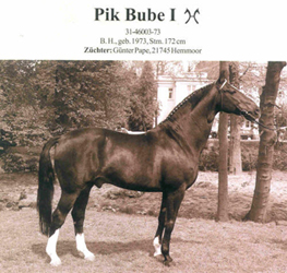 Bradstone Stud - Pikbube